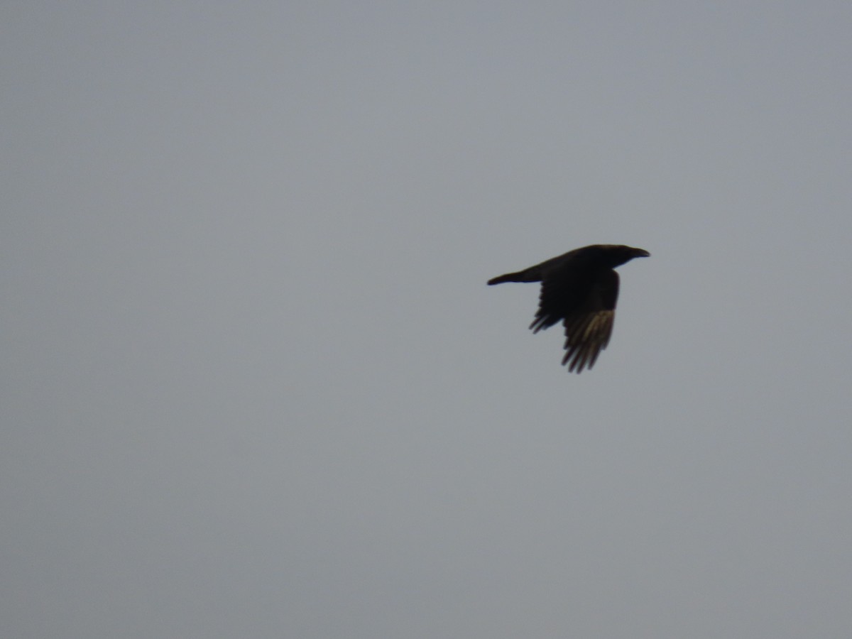 ML650666328 - Common Raven - Macaulay Library