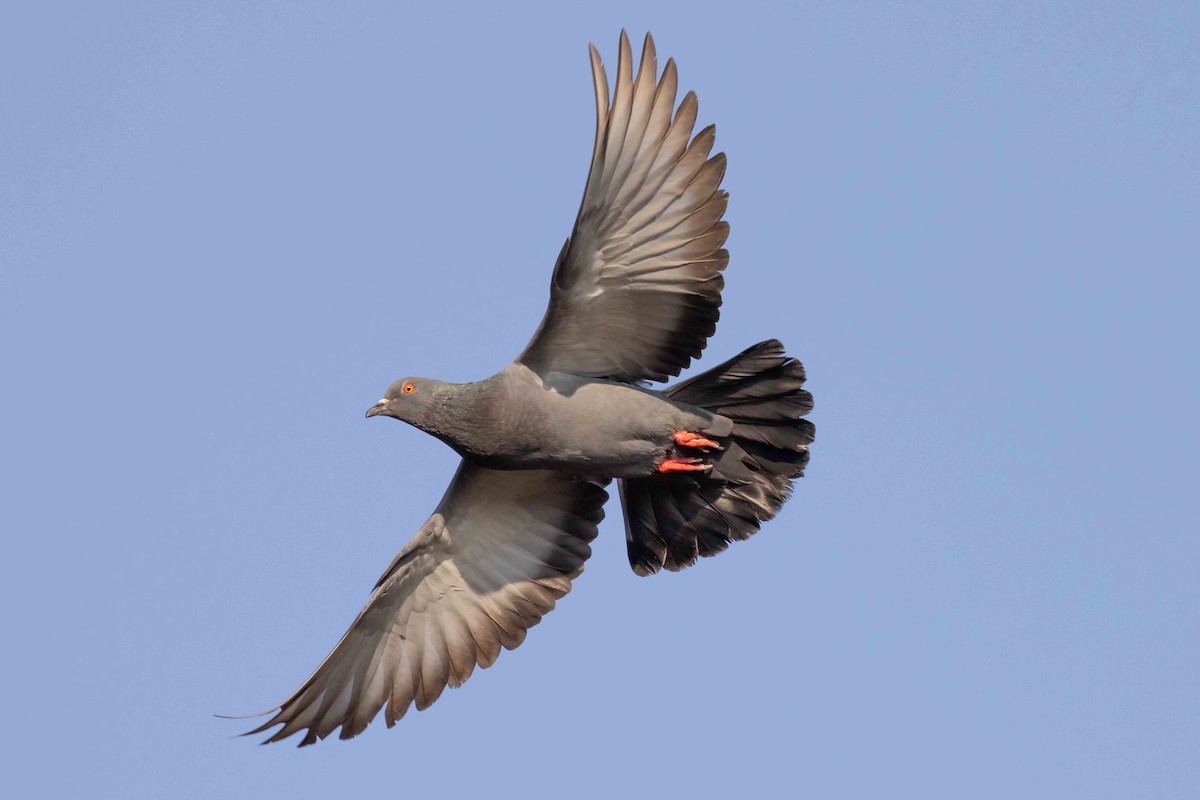 eBird Checklist - 25 Jan 2026 - Tambon Khuang Pao, Chang Wat Chiang Mai ...
