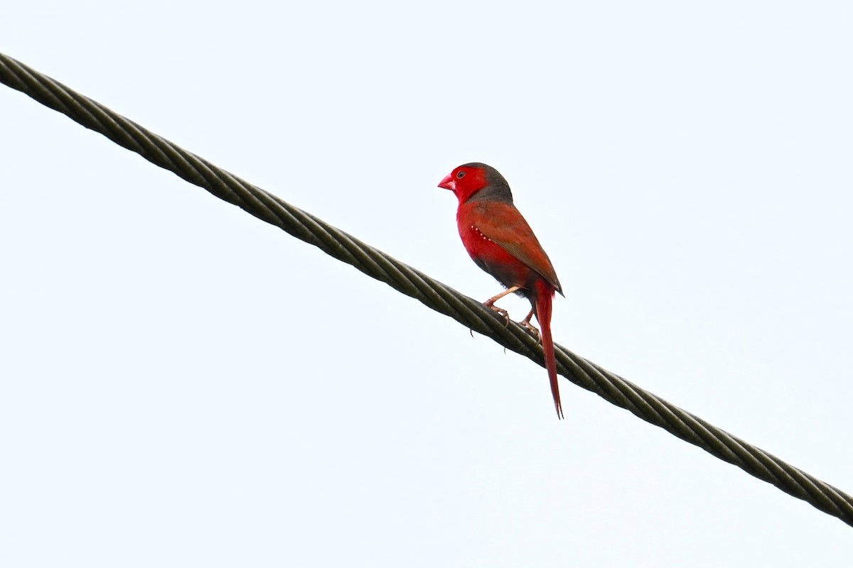 eBird Checklist - 11 Feb 2026 - Page Rd crossing of Wrights Creek ...