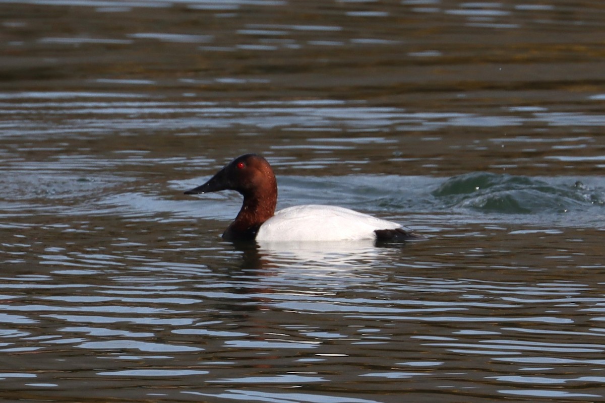 eBird Checklist - 10 Feb 2026 - Lake Junaluska - 41 species