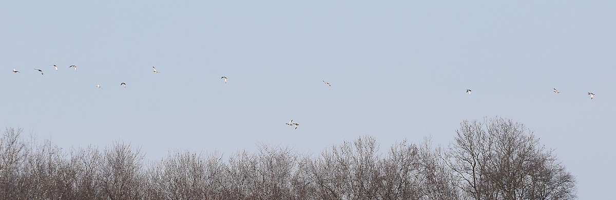 eBird Checklist - 10 Feb 2026 - Longspur and snow bunting stakeout ...