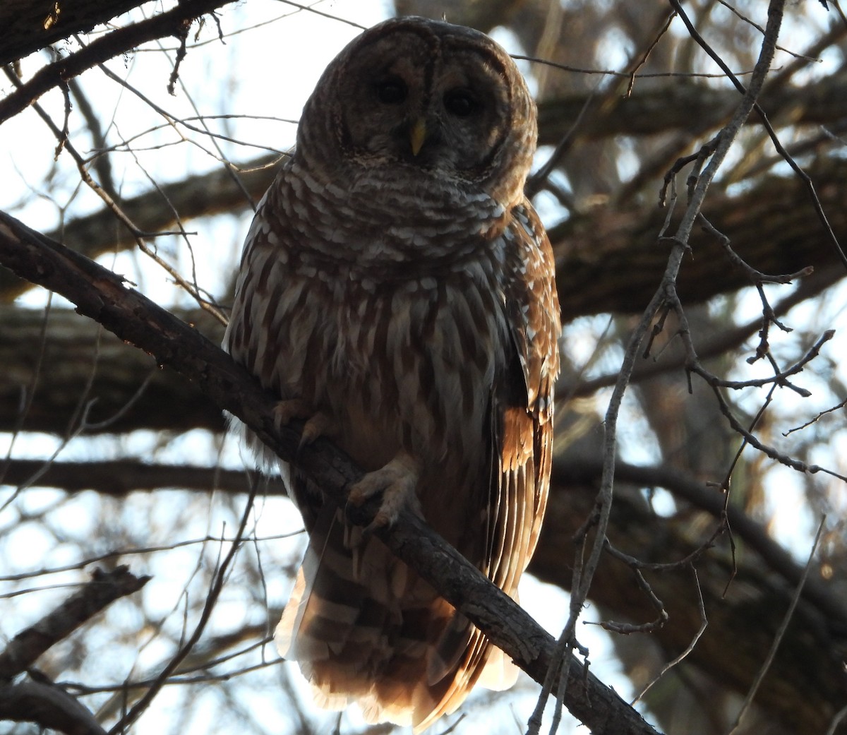 eBird Checklist - 11 Feb 2026 - Holderman woods - 16 species