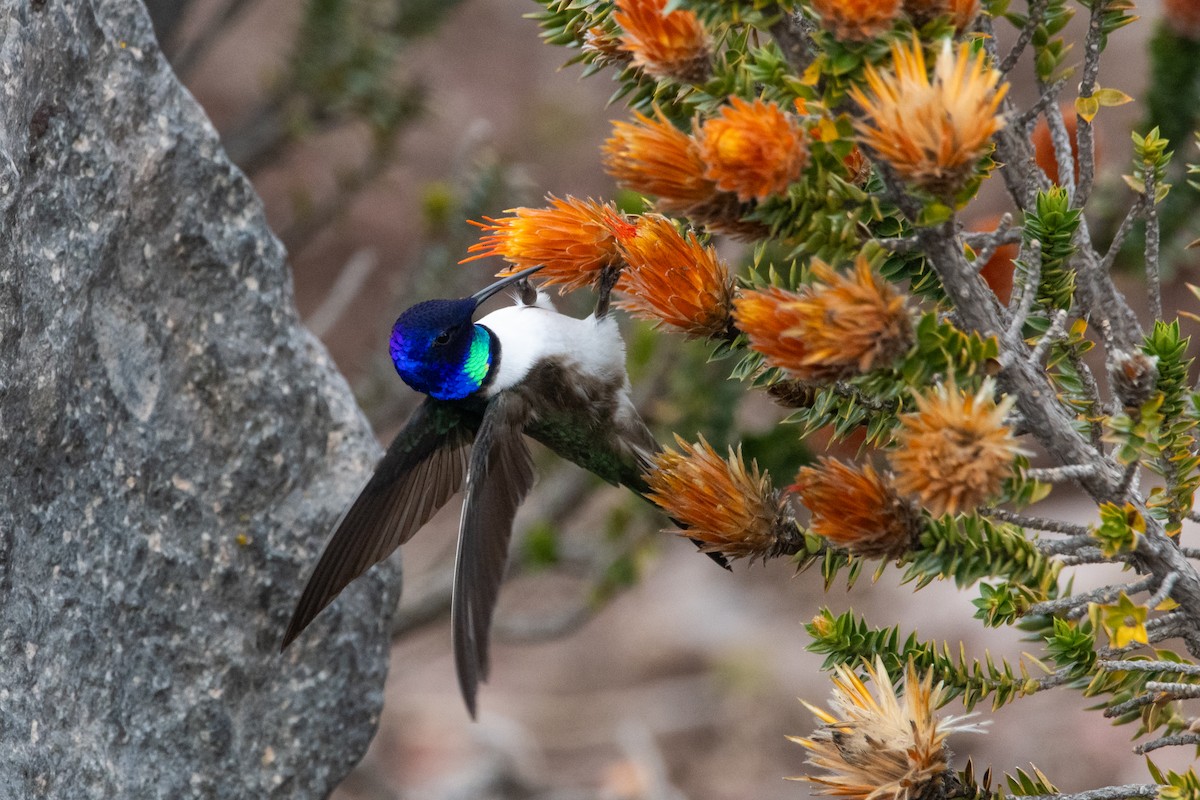 eBird Checklist - 4 Jan 2022 - RPF Chimborazo--Sendero entre los ...
