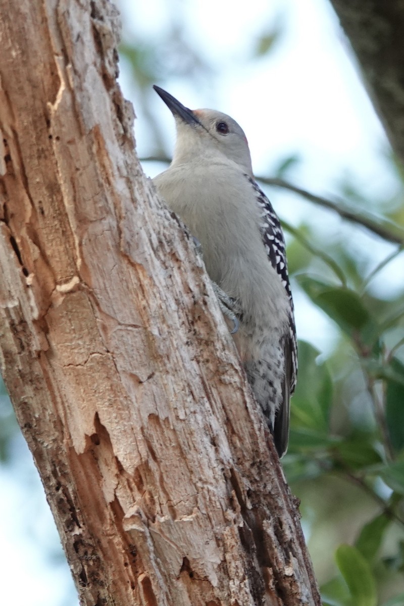 eBird Checklist - 11 Feb 2026 - My Backyard - 14 species