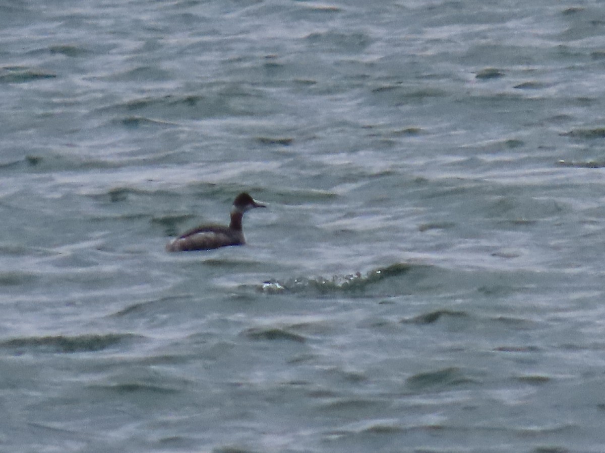 eBird Checklist - 11 Feb 2026 - Marblehead Neck Causeway - 12 species