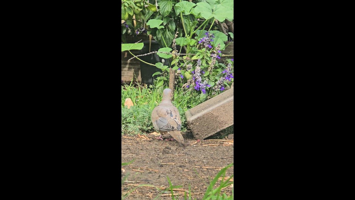 eBird Checklist - 11 Feb 2026 - In plants of my backyard - 9 species