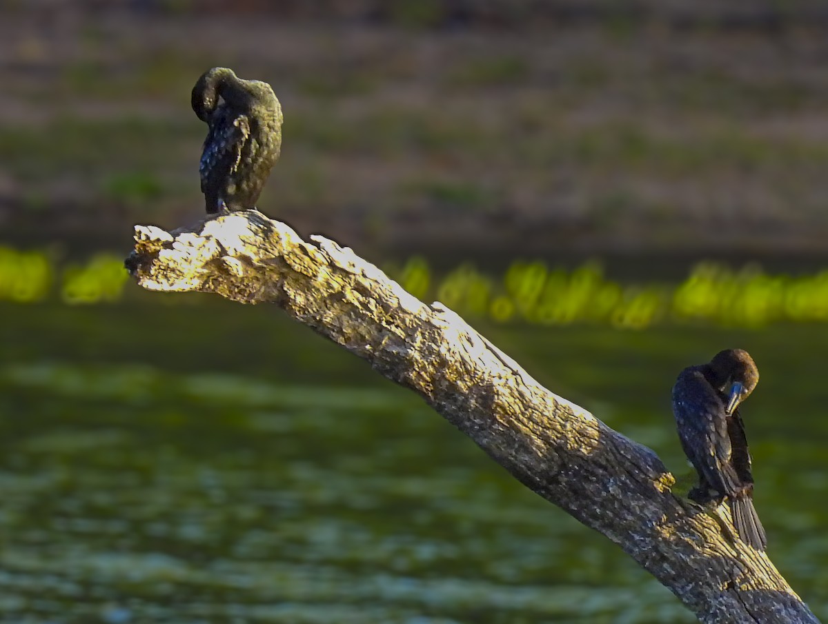 eBird Checklist - 9 Feb 2026 - Black Gully Road and shoreline. Tinaroo ...