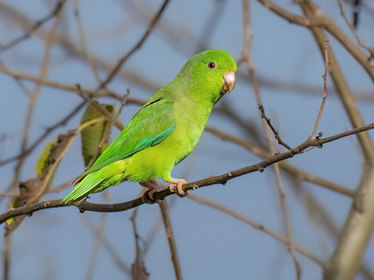 Green-rumped Parrotlet - Forpus passerinus - Birds of the World
