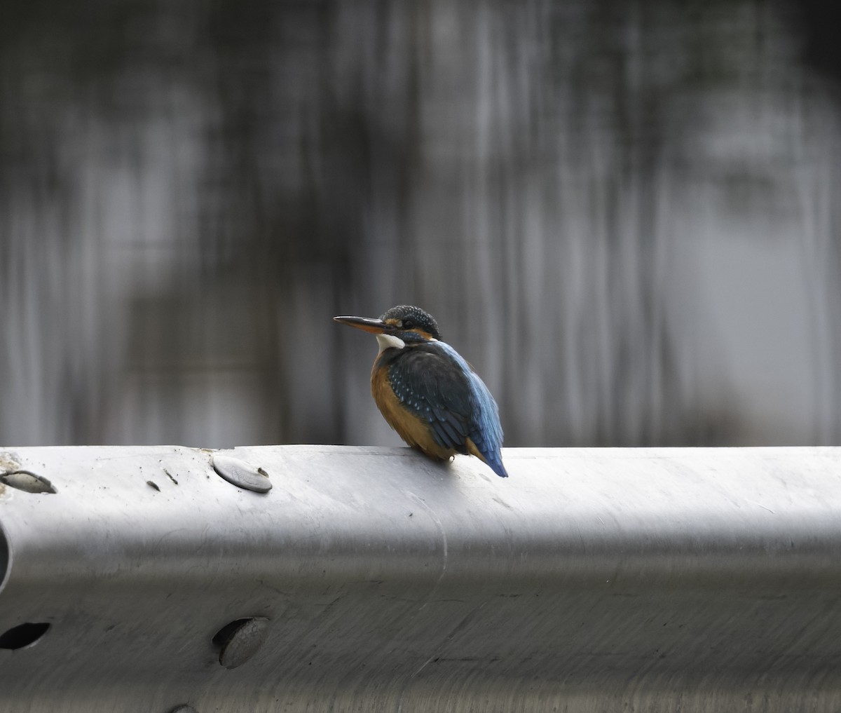 eBird Checklist - 28 Jan 2026 - 绥德公园 (Suide Park) - 27 species