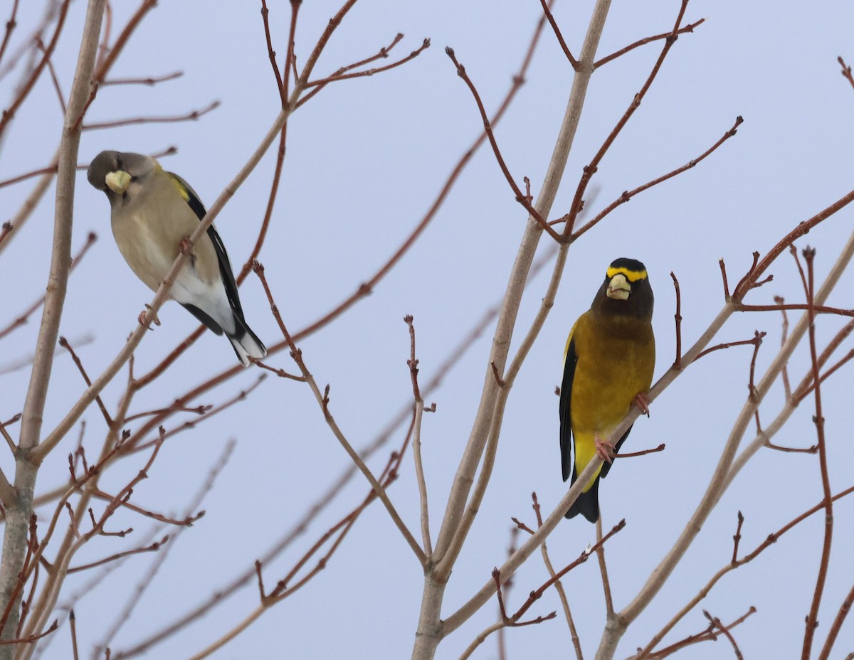 eBird Checklist - 23 Jan 2026 - Cooks Brook - 16 species
