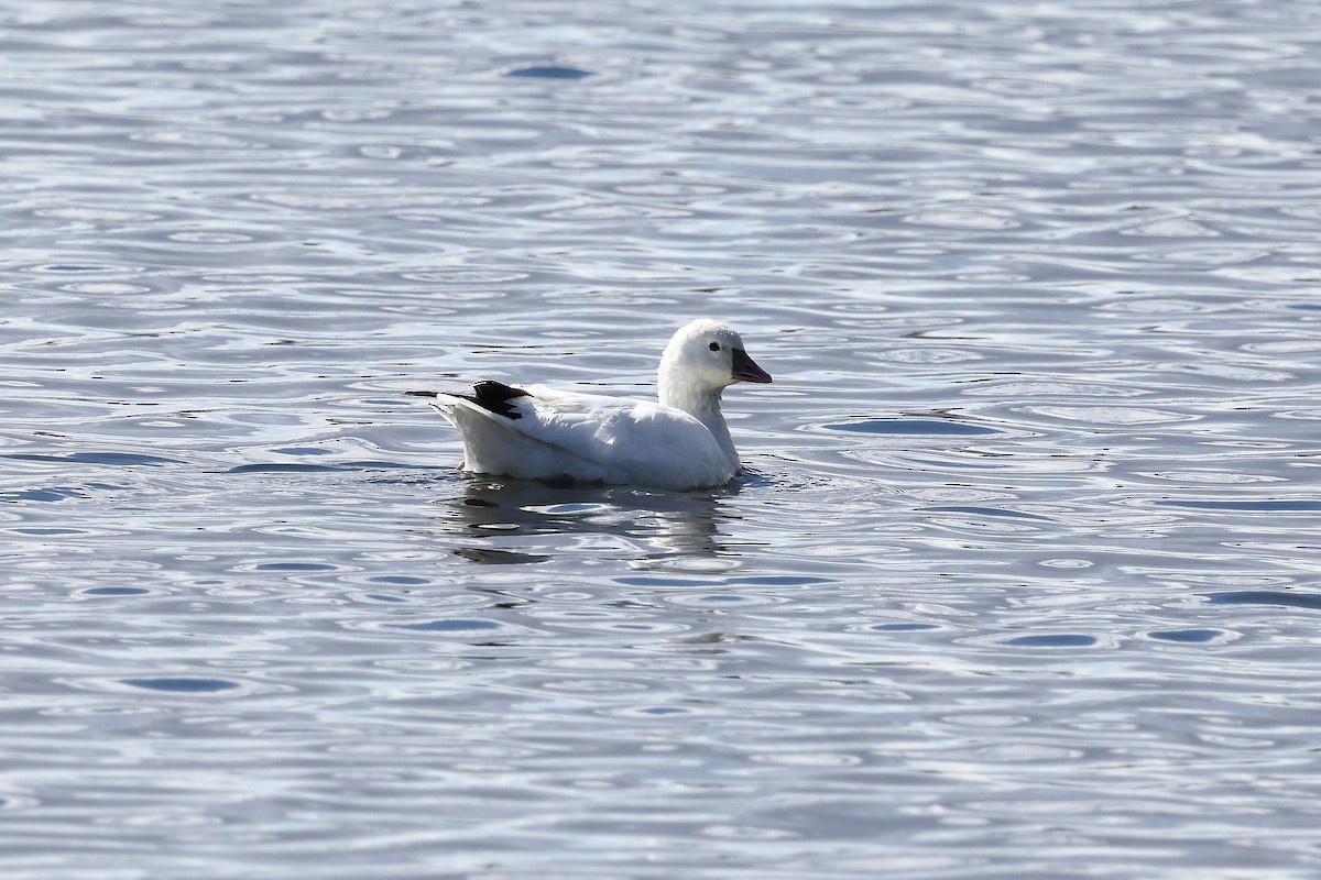 eBird Checklist - 12 Feb 2026 - Home Lake SWA - 11 species