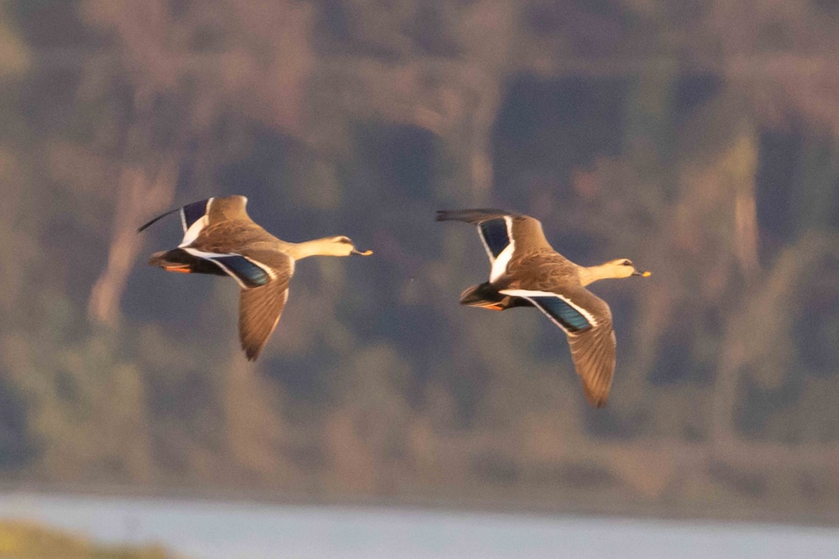 eBird Checklist - 29 Jan 2026 - Nong Bong Khai Non-hunting Area--Wat ...