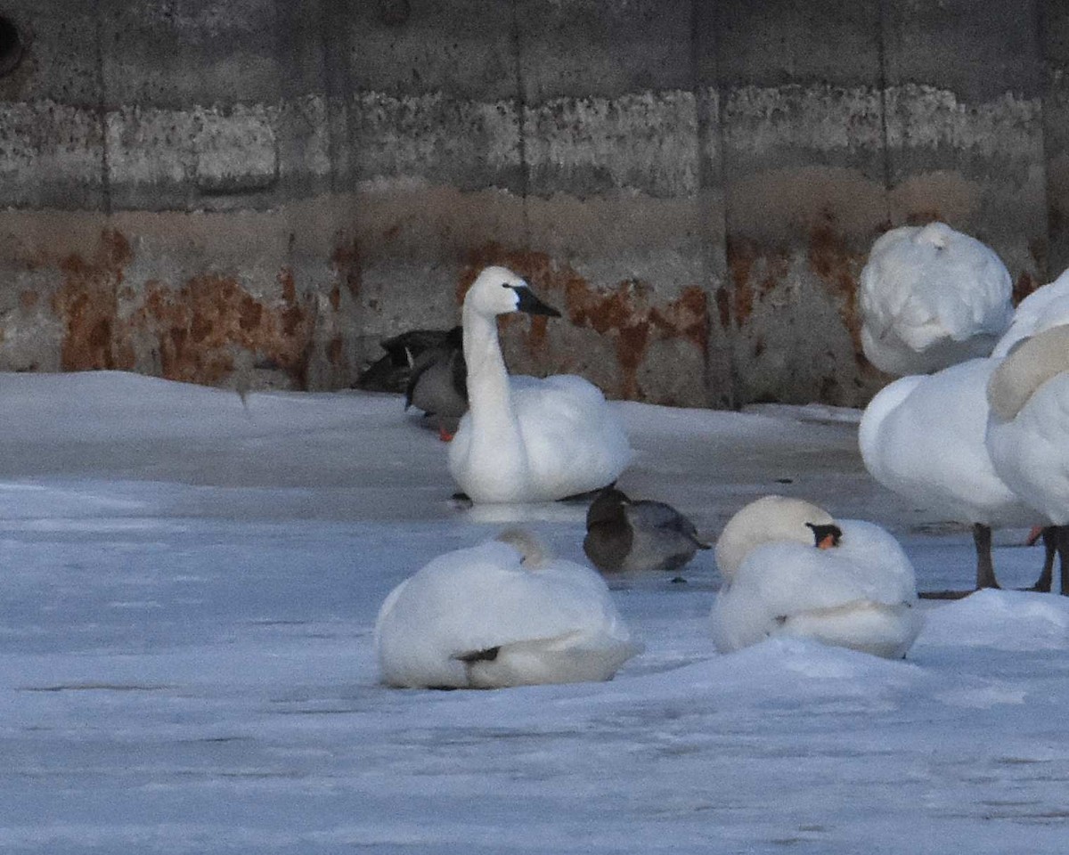 eBird Checklist - 12 Feb 2026 - Harley Ensign Memorial Boating Access ...