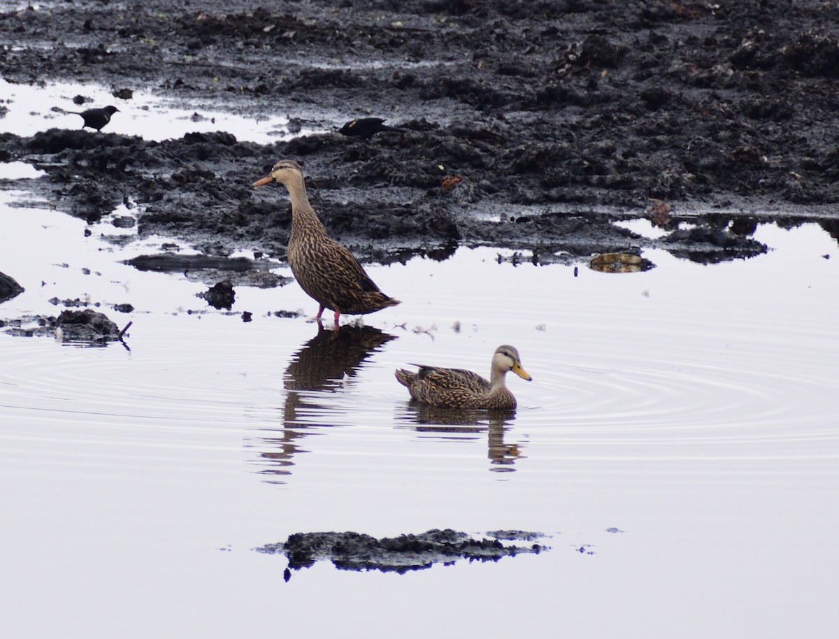 eBird Checklist - 13 Feb 2026 - Crews Lake Park - 41 species (+1 other ...