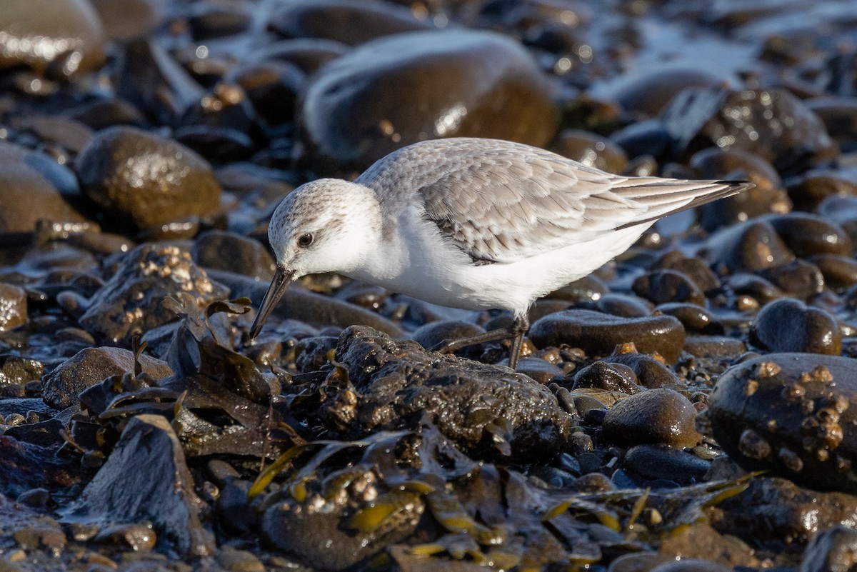 eBird Checklist - 9 Feb 2026 - Ediz Hook - 23 species