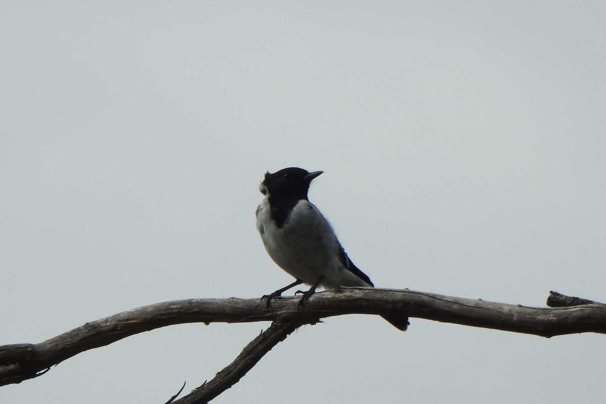 eBird Checklist - 14 Feb 2026 - Red Hill (Restricted access) Tingha ...