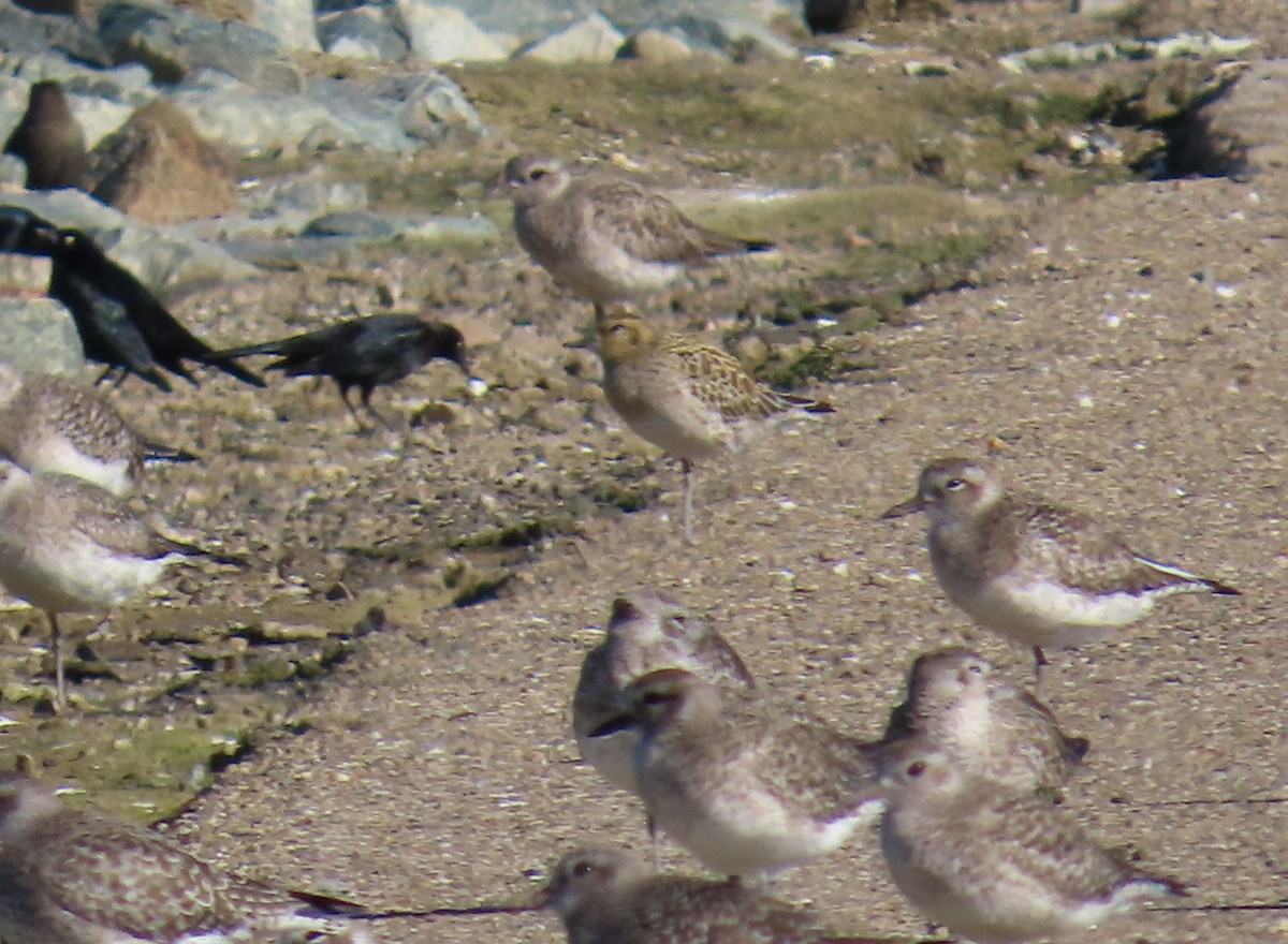 eBird Checklist - 13 Feb 2026 - Lodi WTP (aka White Slough WTP) - 25 ...