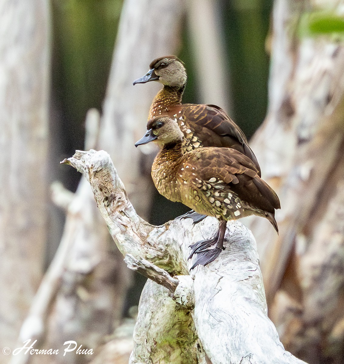 eBird Checklist - 15 Jun 2025 - Lockhart River Mission Rd to Mango Farm ...