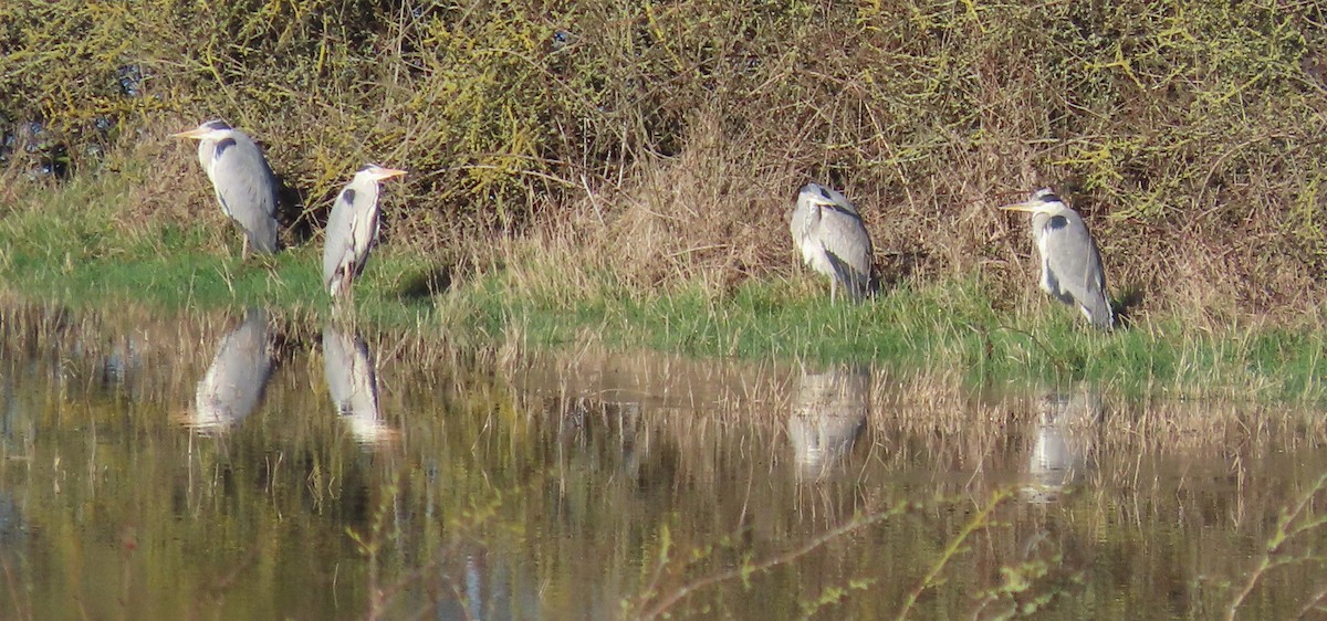 eBird Checklist - 14 Feb 2026 - Trent Port - 35 species