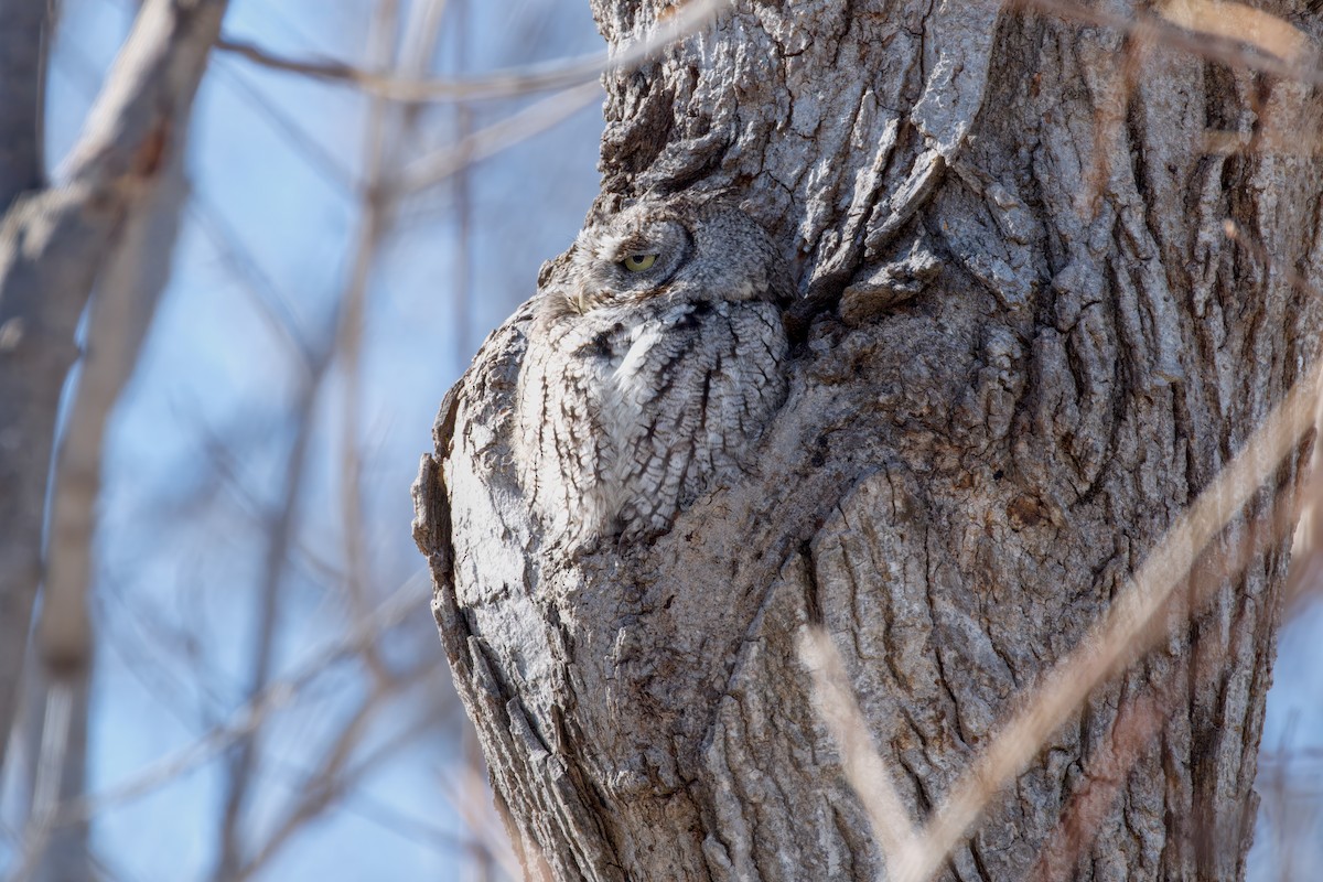 ML650908944 - Eastern Screech-Owl (Northern) - Macaulay Library