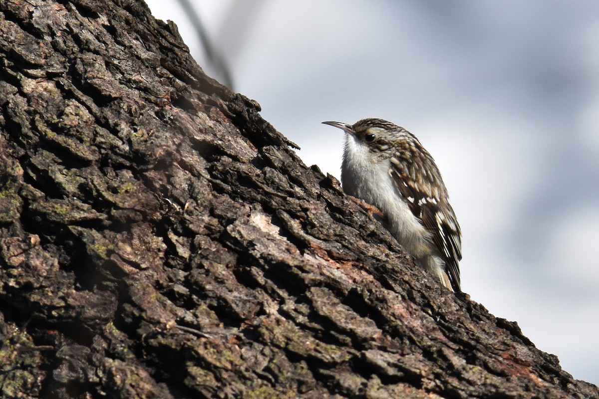 eBird Checklist - 8 Feb 2026 - Noel Dorwart Park - 15 species