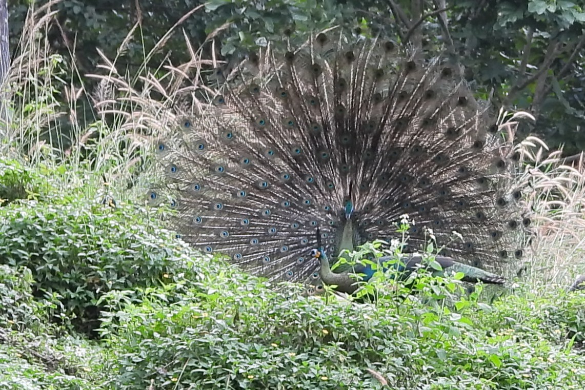 eBird Checklist - 21 Nov 2025 - Ban Hong Non-hunting Area--headquarters ...