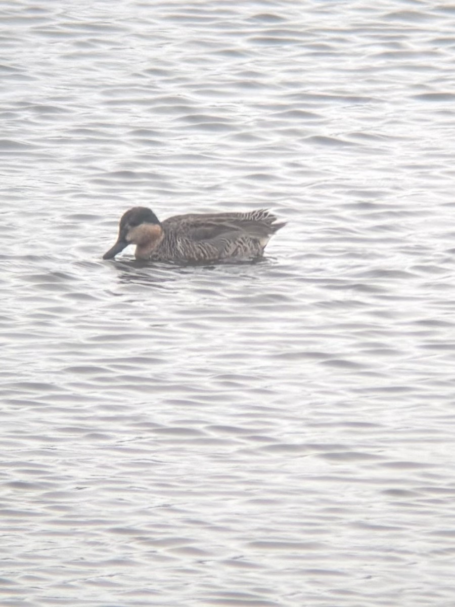 California Bird Atlas Checklist - 14 Feb 2026 - Santa Venetia Marsh ...