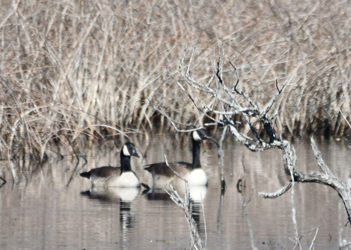 eBird Checklist - 14 Feb 2026 - Dutch Gap Conservation Area, Chester US ...