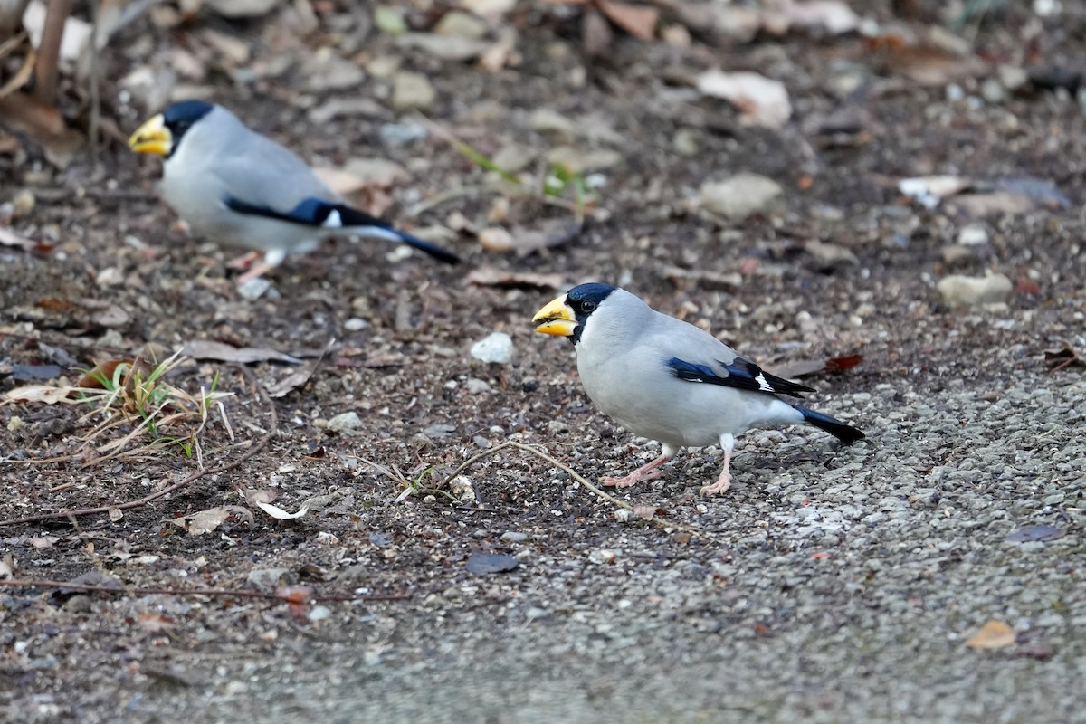 ML650953830 - Japanese Grosbeak - Macaulay Library