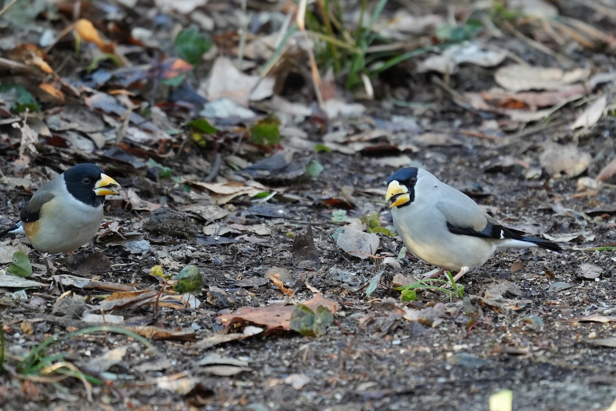 ML650953851 - Japanese Grosbeak - Macaulay Library
