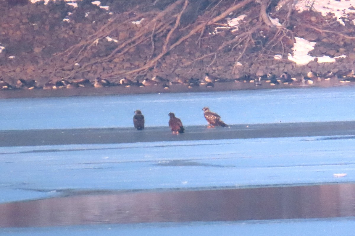 eBird Checklist - 15 Feb 2026 - Oradell Reservoir and Emerson Woods ...