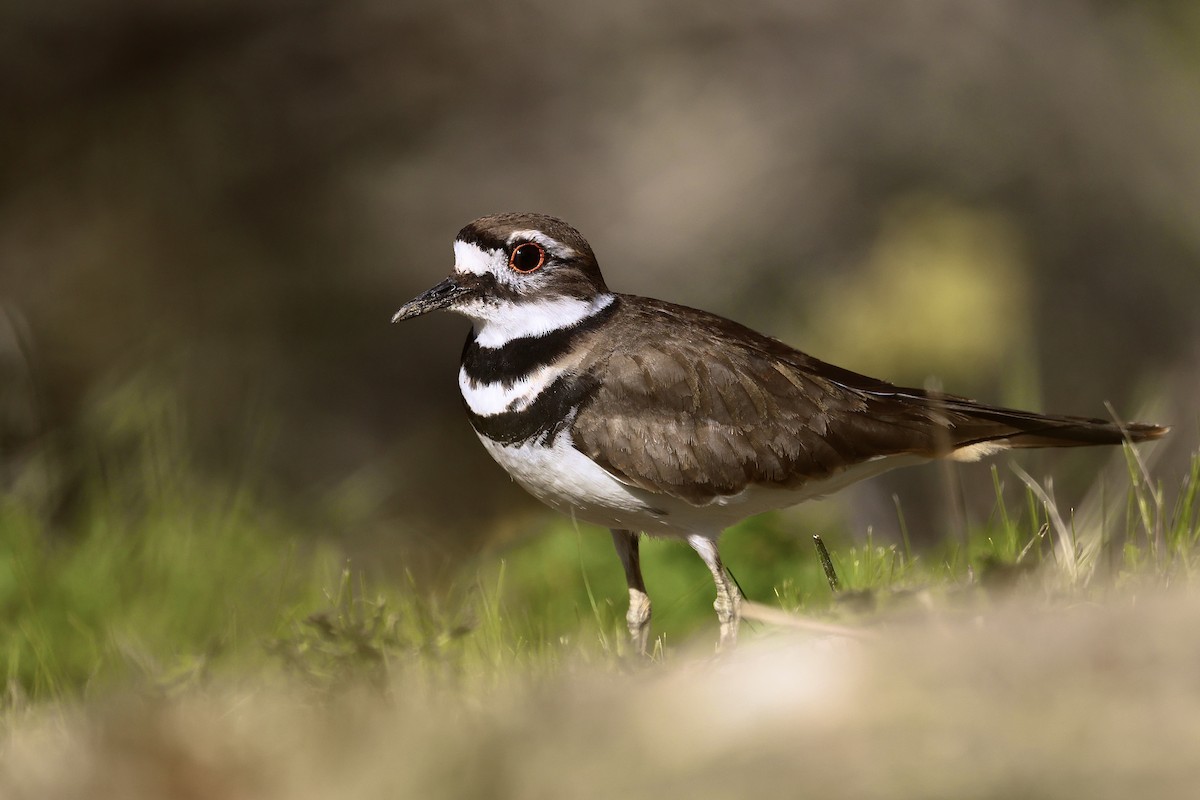 California Bird Atlas Checklist - 14 Feb 2026 - Saint Andrew's Abbey ...