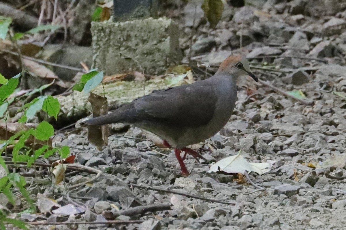 eBird Checklist - 6 Feb 2026 - Rainforest Adventures - Jacó - 5 species