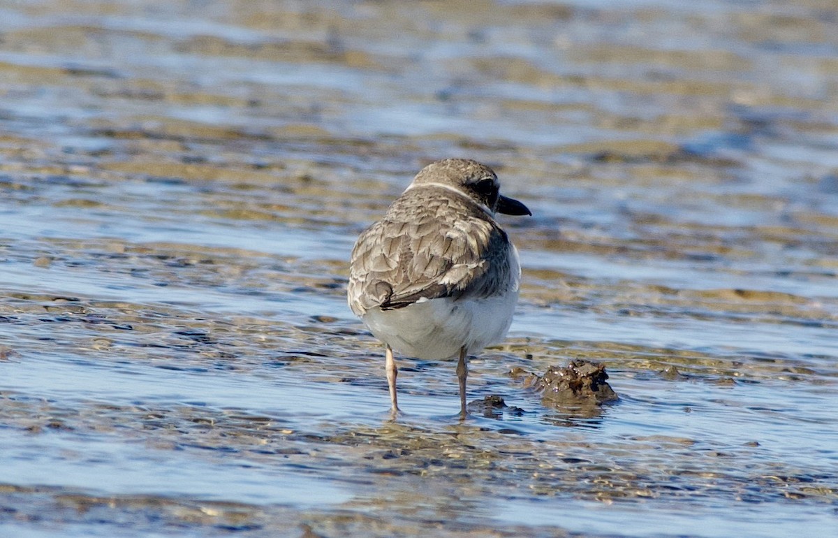eBird Checklist - 15 Feb 2026 - ACBS Surveys ONLY - Singing River ...