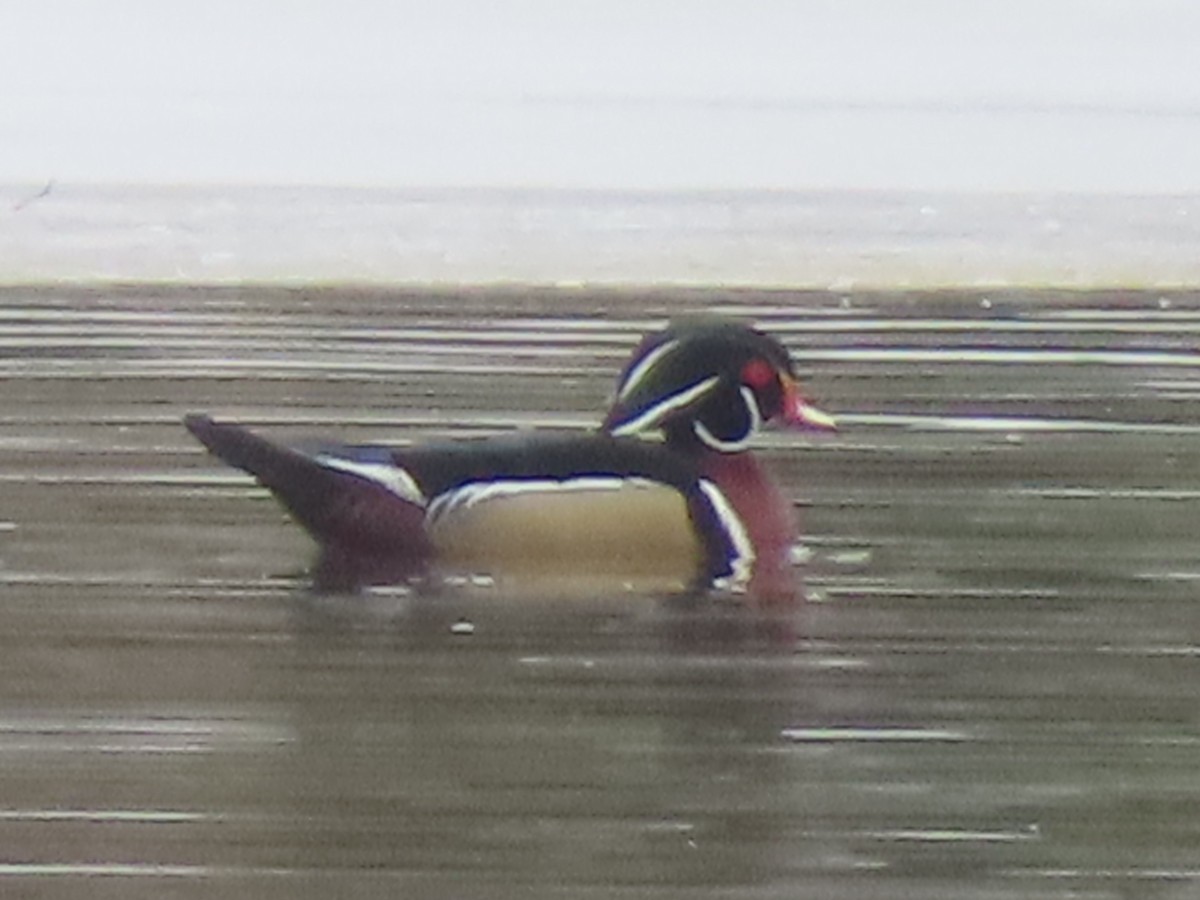 eBird Checklist - 15 Feb 2026 - Greenbelt Lake - Buddy Attick Lake Park ...