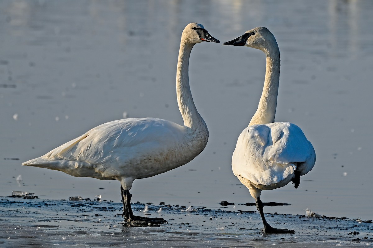 eBird Checklist - 15 Feb 2026 - Cone Marsh WMA - 33 species