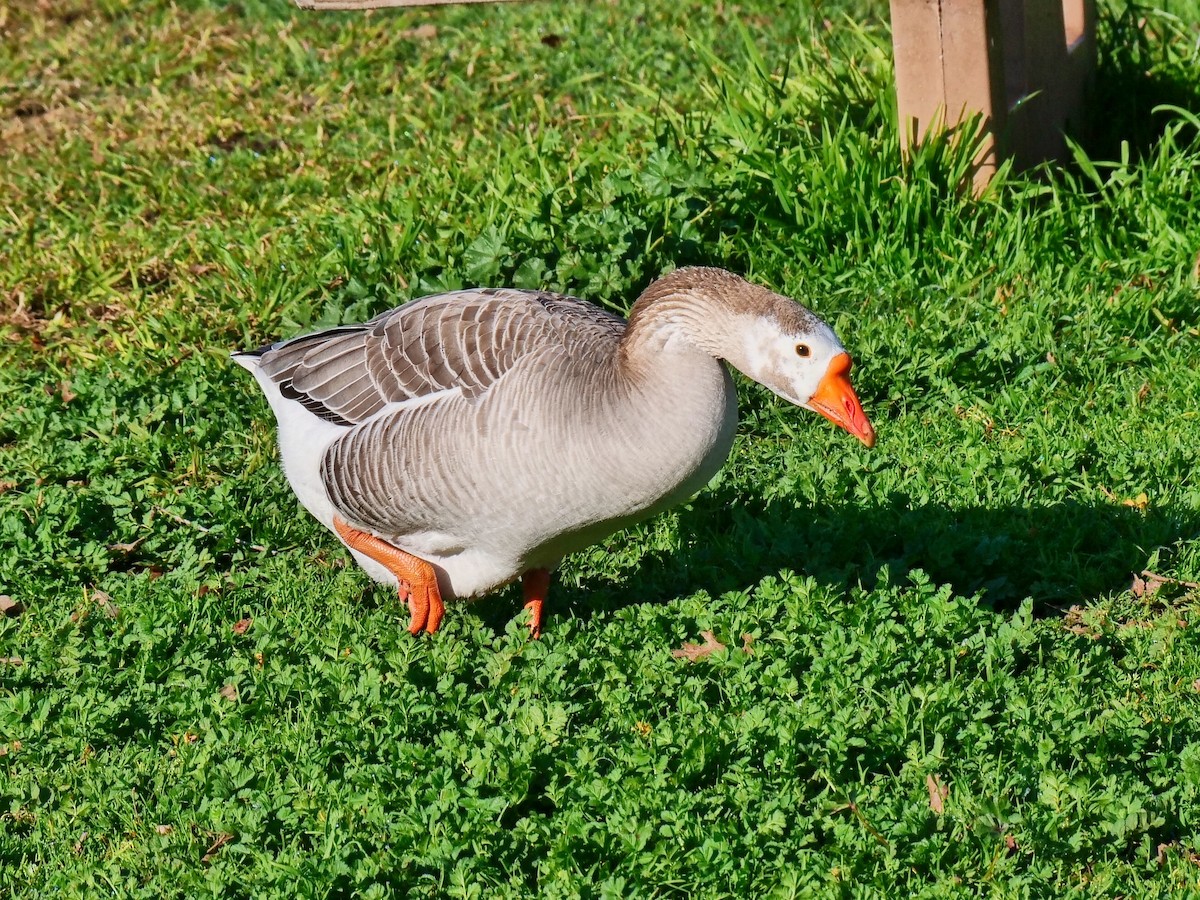 eBird Checklist - 13 Feb 2026 - Gibson Ranch County Park - 49 species ...