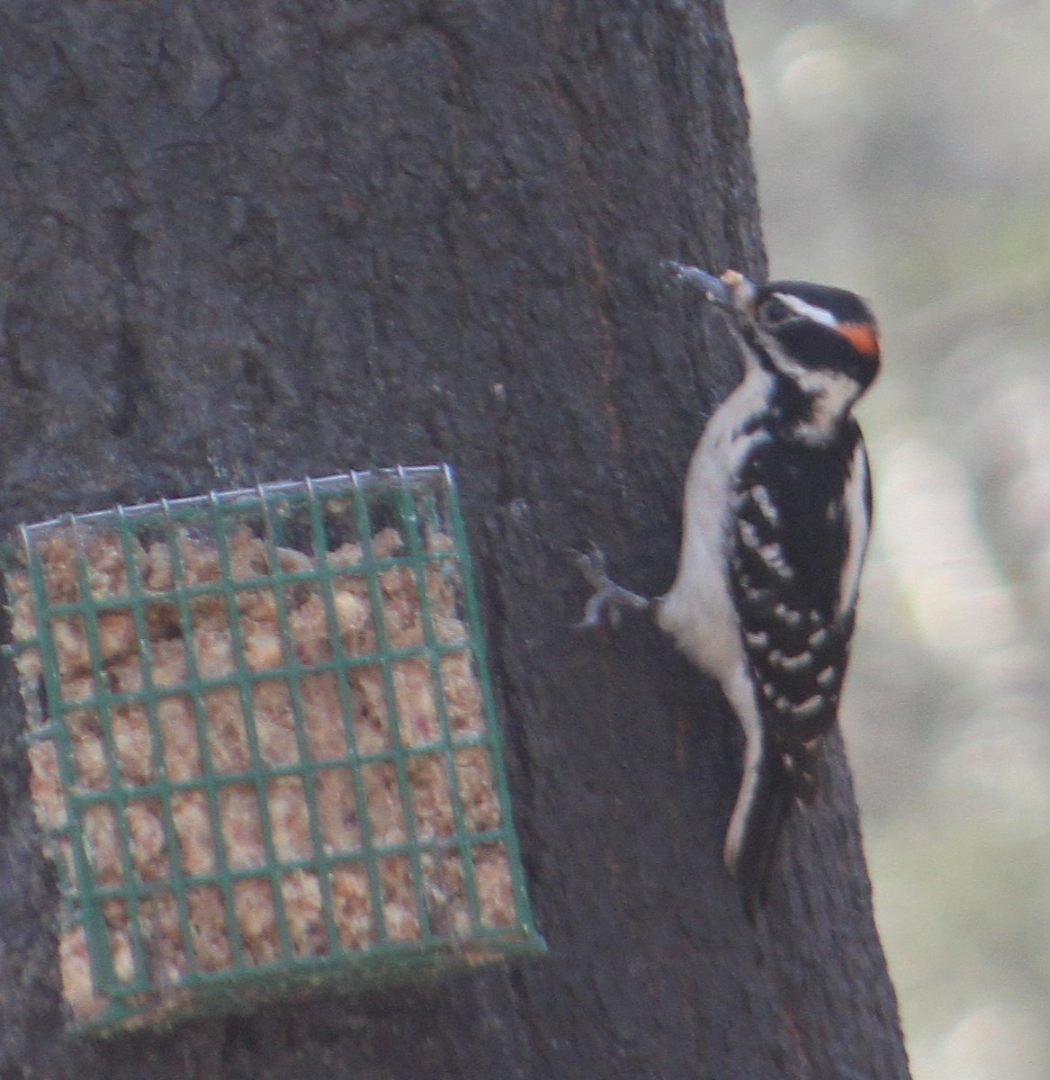eBird Checklist - 14 Feb 2026 - HOME in Auburn, AL 36832 - 35 species