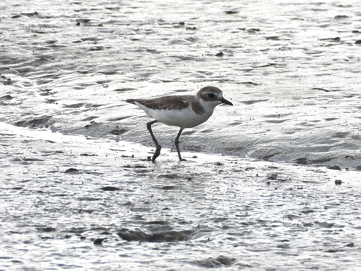 eBird Checklist - 1 Feb 2026 - Parit Jawa - 14 species (+1 other taxa)