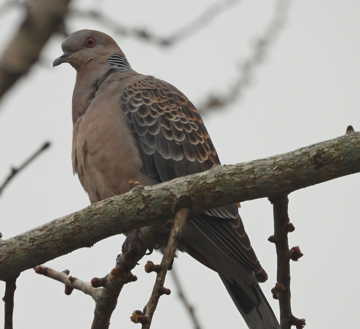 Taiwan Bird Atlas Checklist - 16 Feb 2026 - 台北--陽明山花卉試驗中心 (Taipei--YMS ...