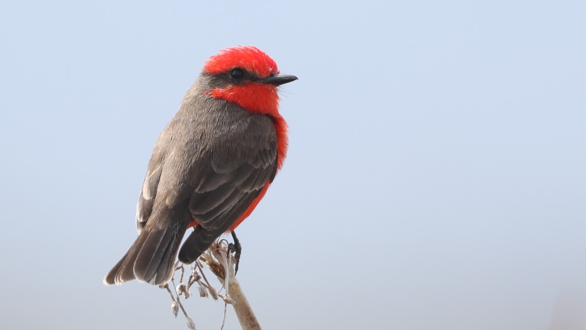 California Bird Atlas Checklist - 15 Feb 2026 - Piute Ponds (permit ...