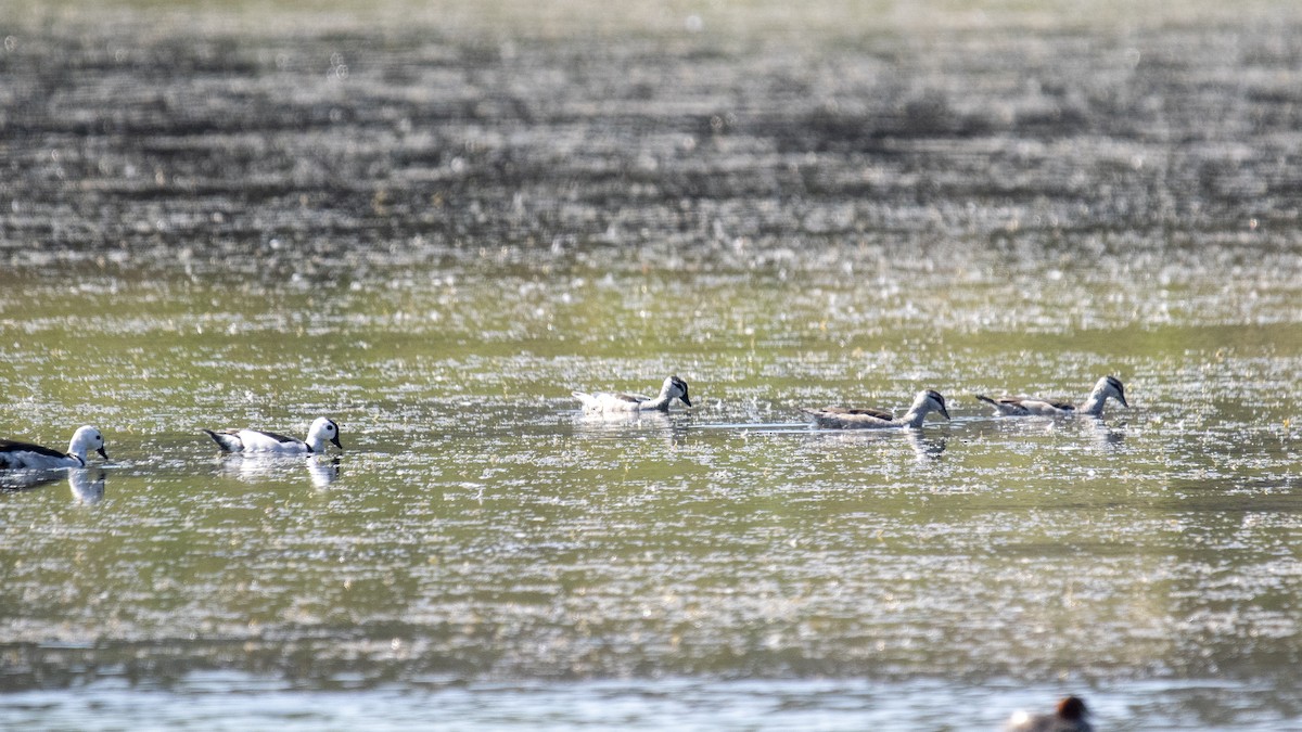 eBird Checklist - 14 Feb 2026 - Chakkuvalli Chira | ചക്കുവള്ളി ചിറ - 32 ...