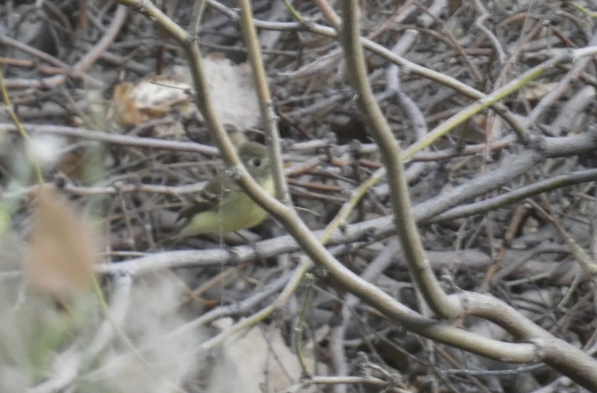 eBird Checklist - 15 Feb 2026 - Palo Verde Ecological Reserve - 67 ...