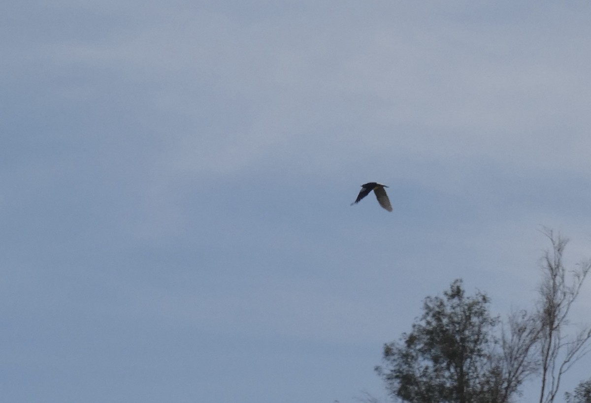 eBird Checklist - 15 Feb 2026 - Blythe Golf Course - 34 species