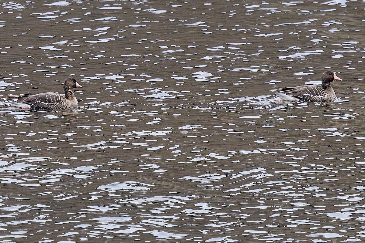 eBird Checklist - 15 Feb 2026 - Willow Creek Reservoir (Morrow Co ...