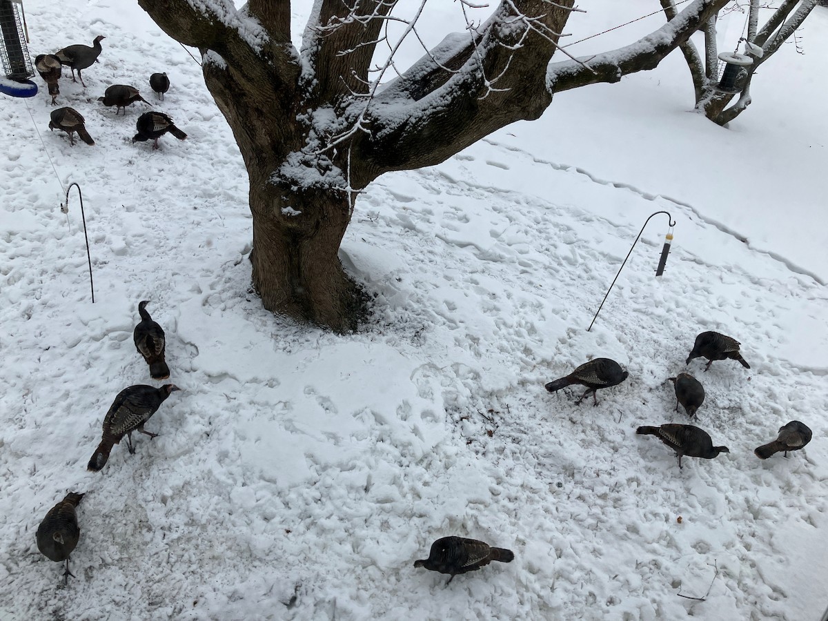 eBird Checklist - 16 Feb 2026 - Wyomissing Road, Mohnton - 3 species