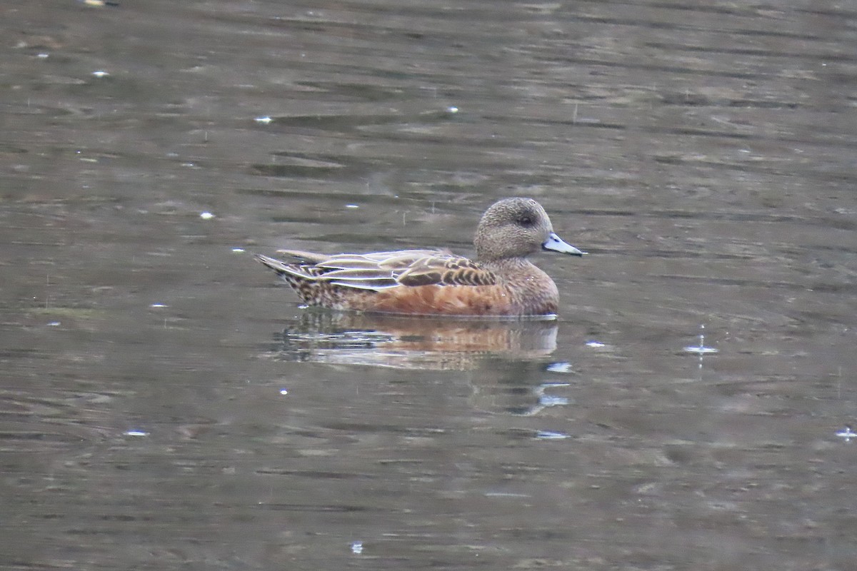 eBird Checklist - 15 Feb 2026 - West Levee Pond - 21 species