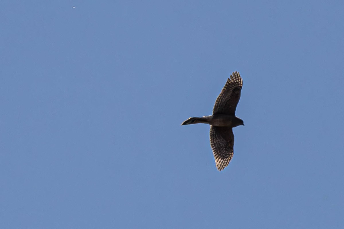eBird Checklist - 16 Feb 2026 - Lance Rd, Arden US-NC (35.4551,-82.5682 ...