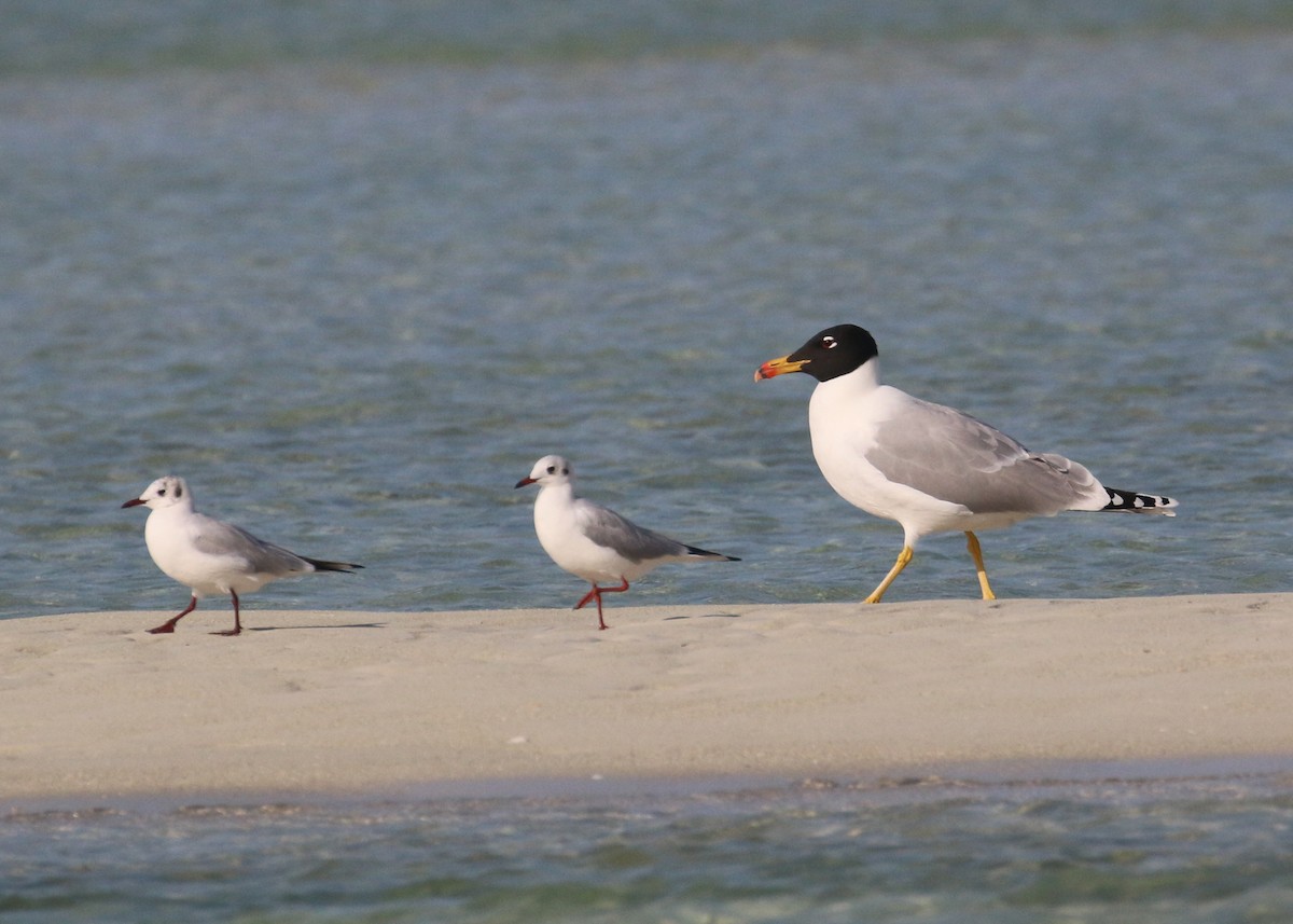 ML651066152 - Pallas's Gull - Macaulay Library