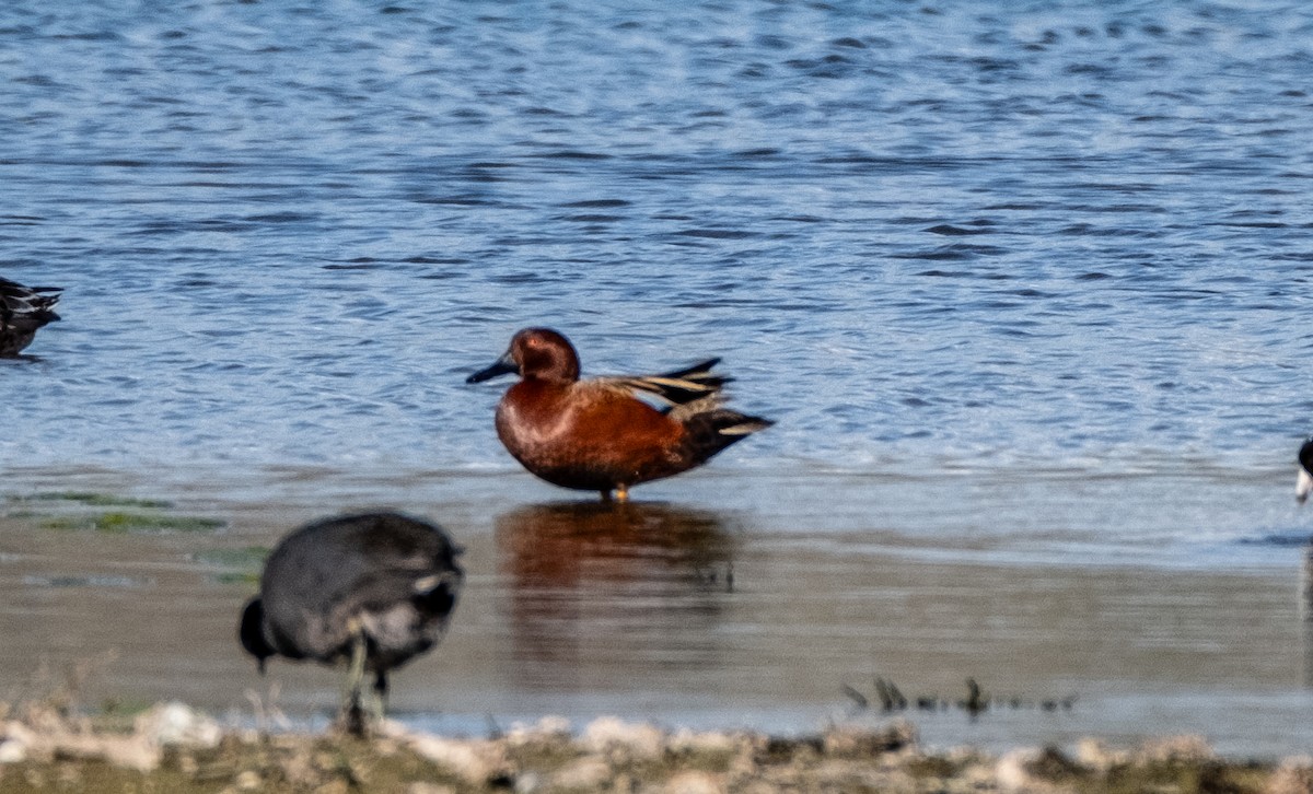 California Bird Atlas Checklist - 13 Feb 2026 - San Jacinto Wildlife ...